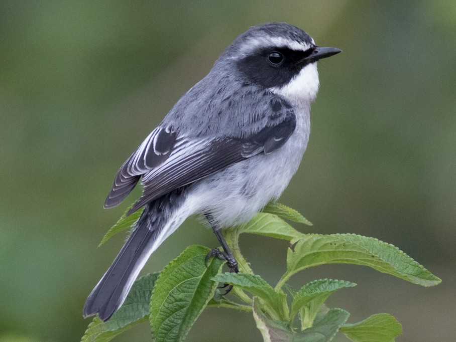 Gray Bushchat - eBird