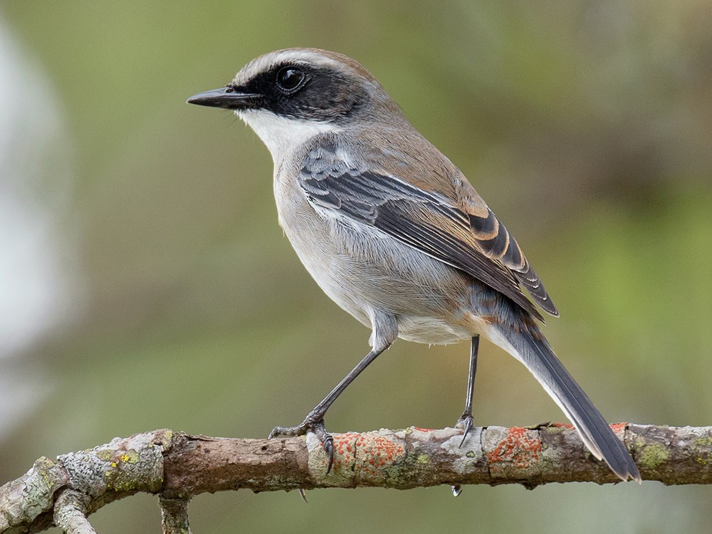Gray Bushchat - eBird