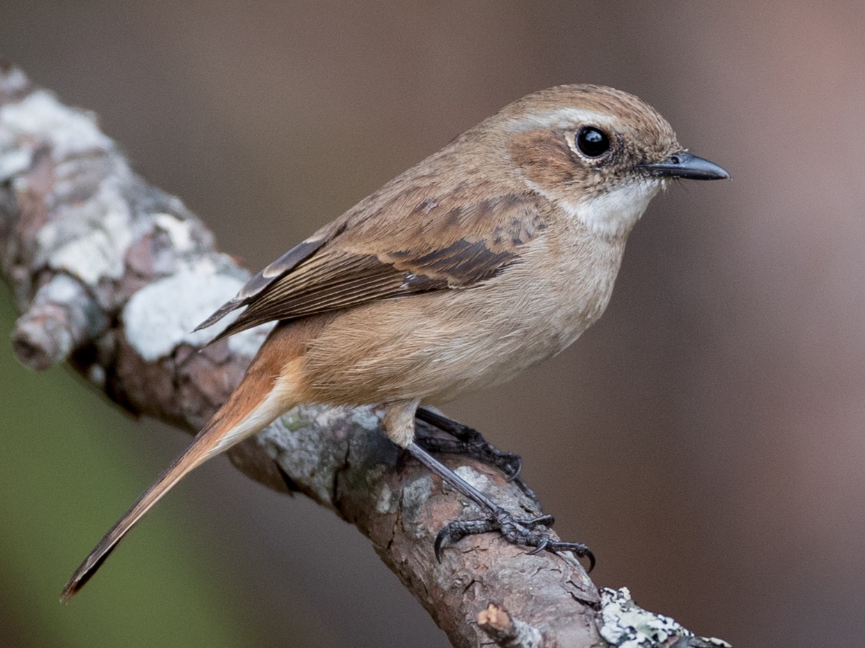 Gray Bushchat - eBird