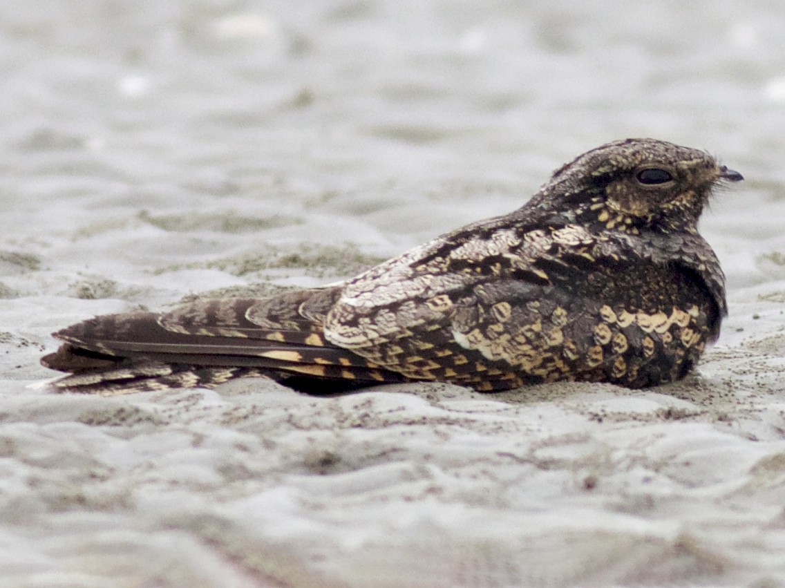 Gray Nightjar - eBird