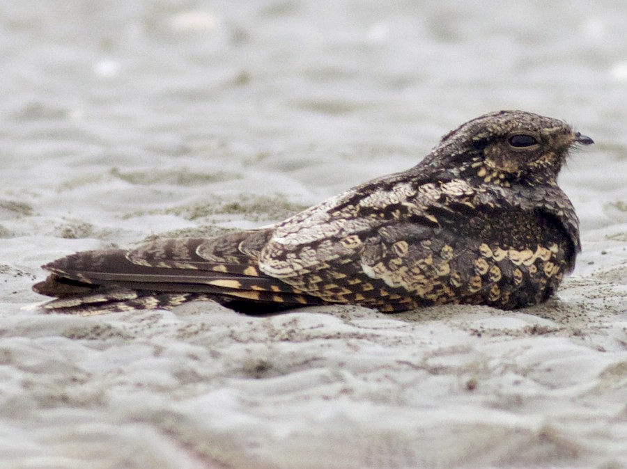 Grey Nightjar (Eastern Jungle Nightjar) - eBird