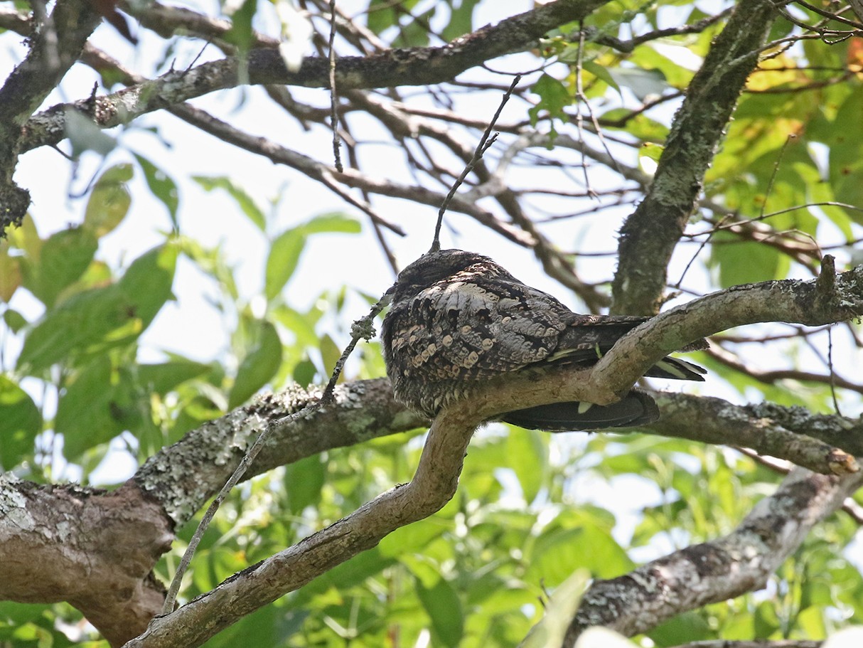 Gray Nightjar - eBird