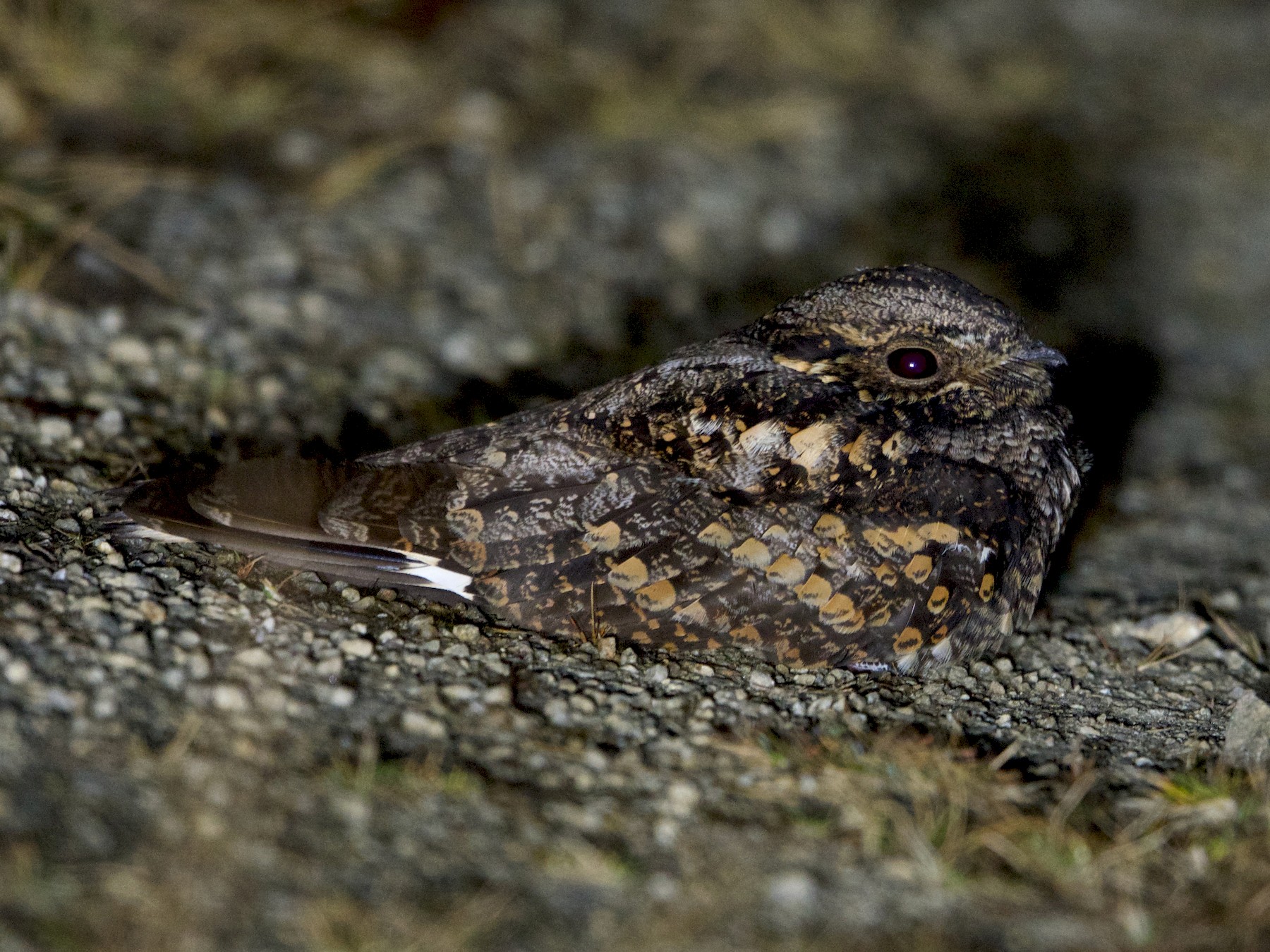 Grey Nightjar (Eastern Jungle Nightjar) - eBird