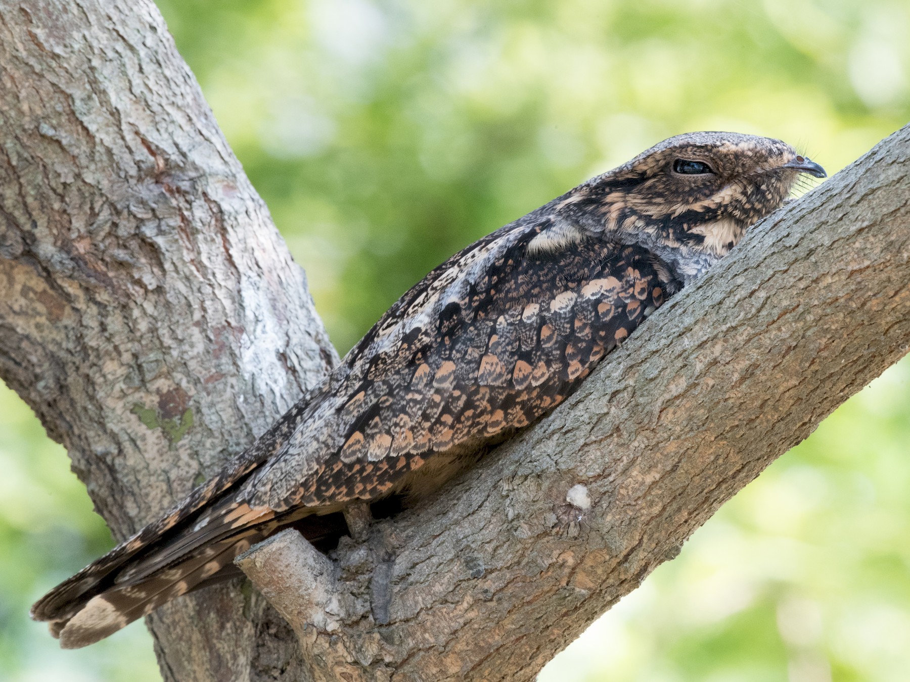 Gray Nightjar - eBird