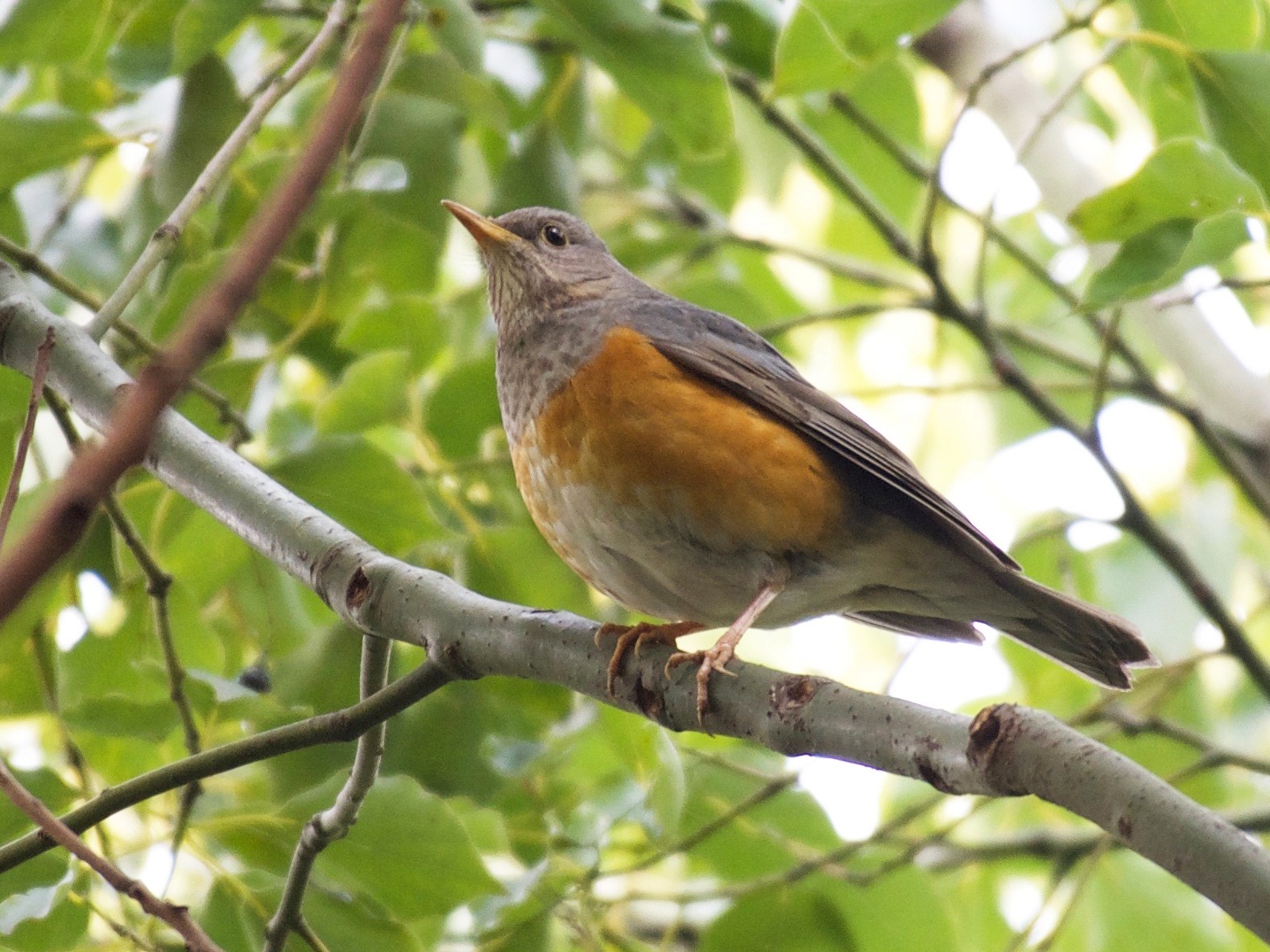 Gray-backed Thrush - eBird