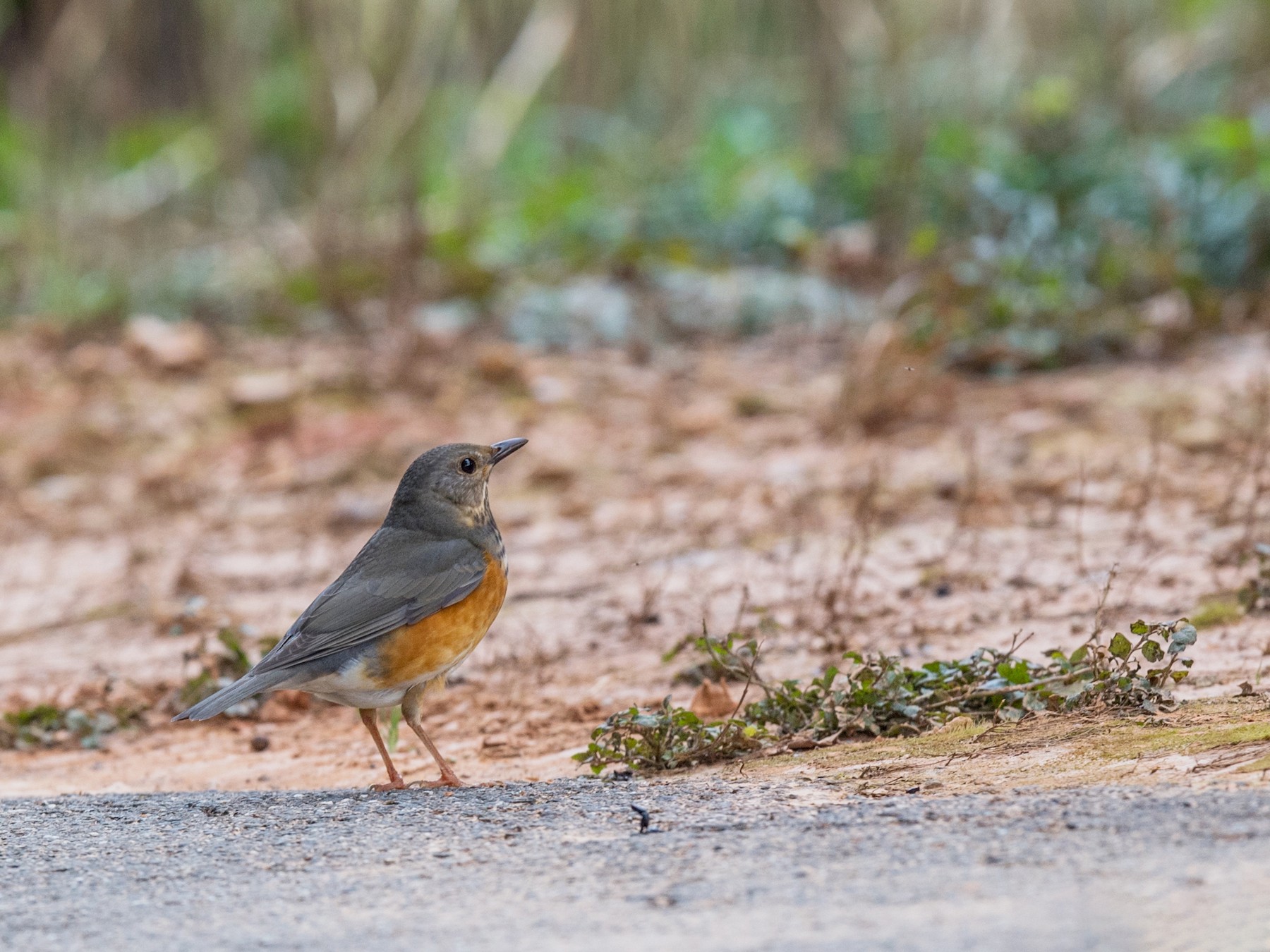 Gray-backed Thrush - eBird