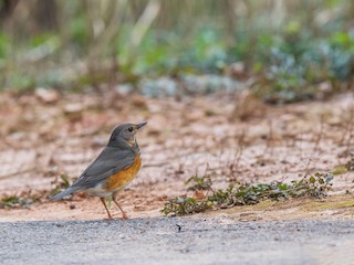 Gray-backed Thrush - eBird