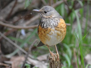 Gray-backed Thrush - eBird