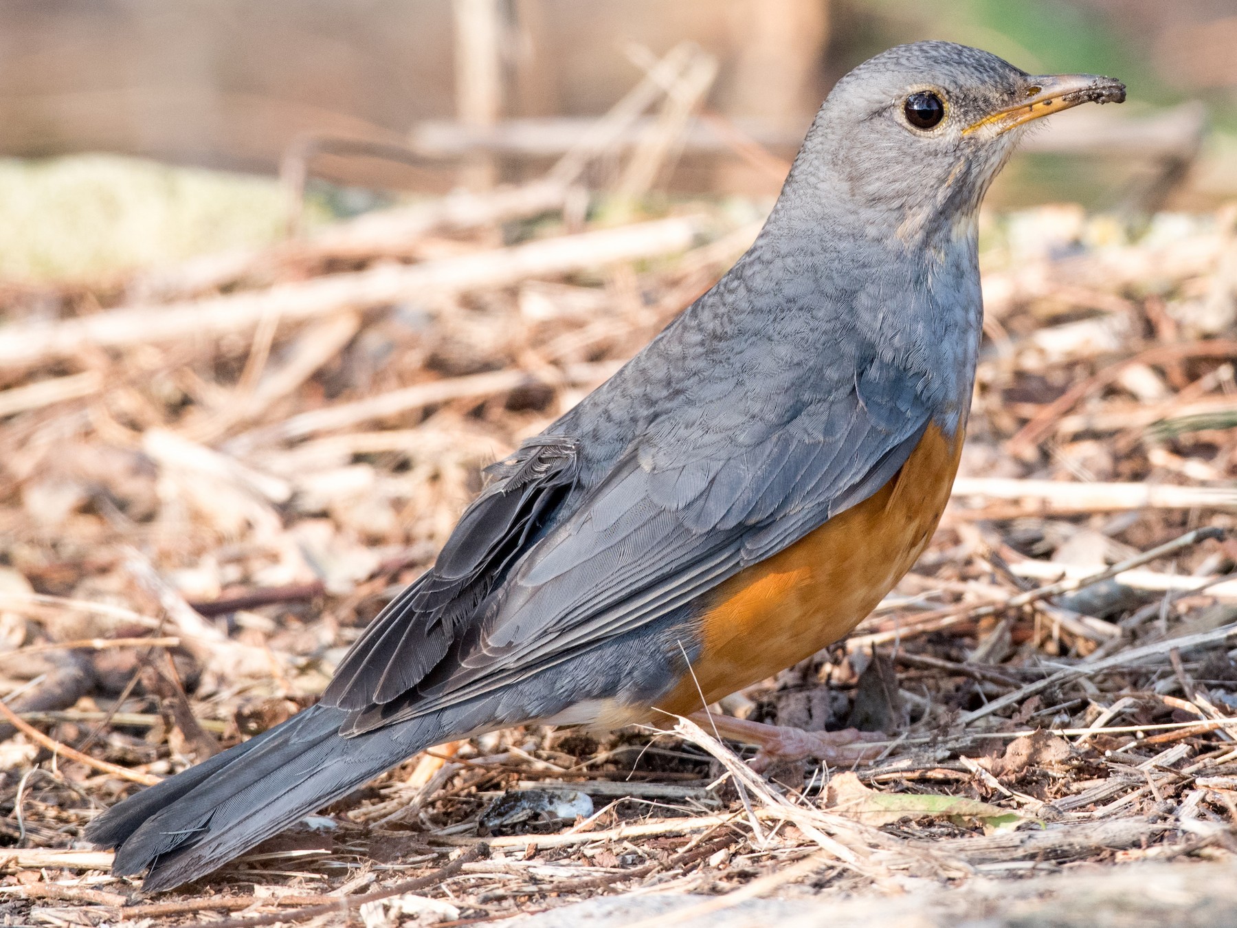 Gray-backed Thrush - eBird