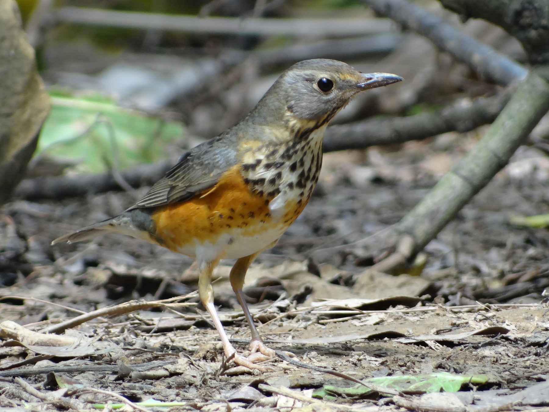 Gray-backed Thrush - eBird