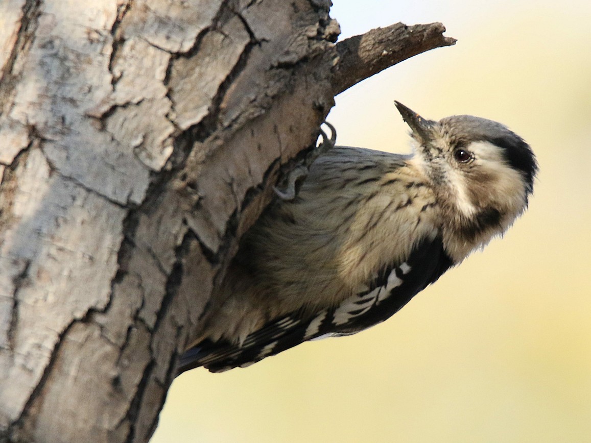 Gray-capped Pygmy Woodpecker - eBird