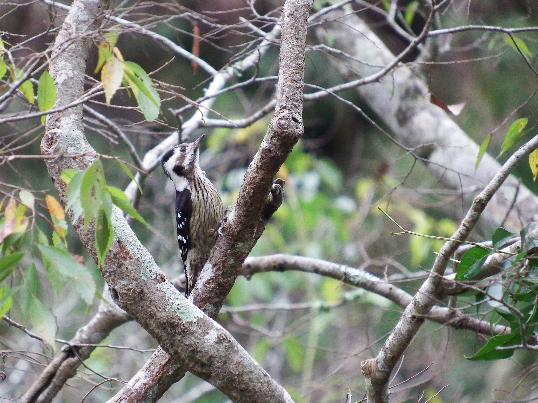 Gray-capped Pygmy Woodpecker - eBird