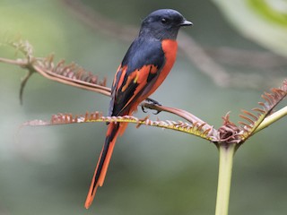 Gray-chinned Minivet - Pericrocotus solaris - Birds of the World