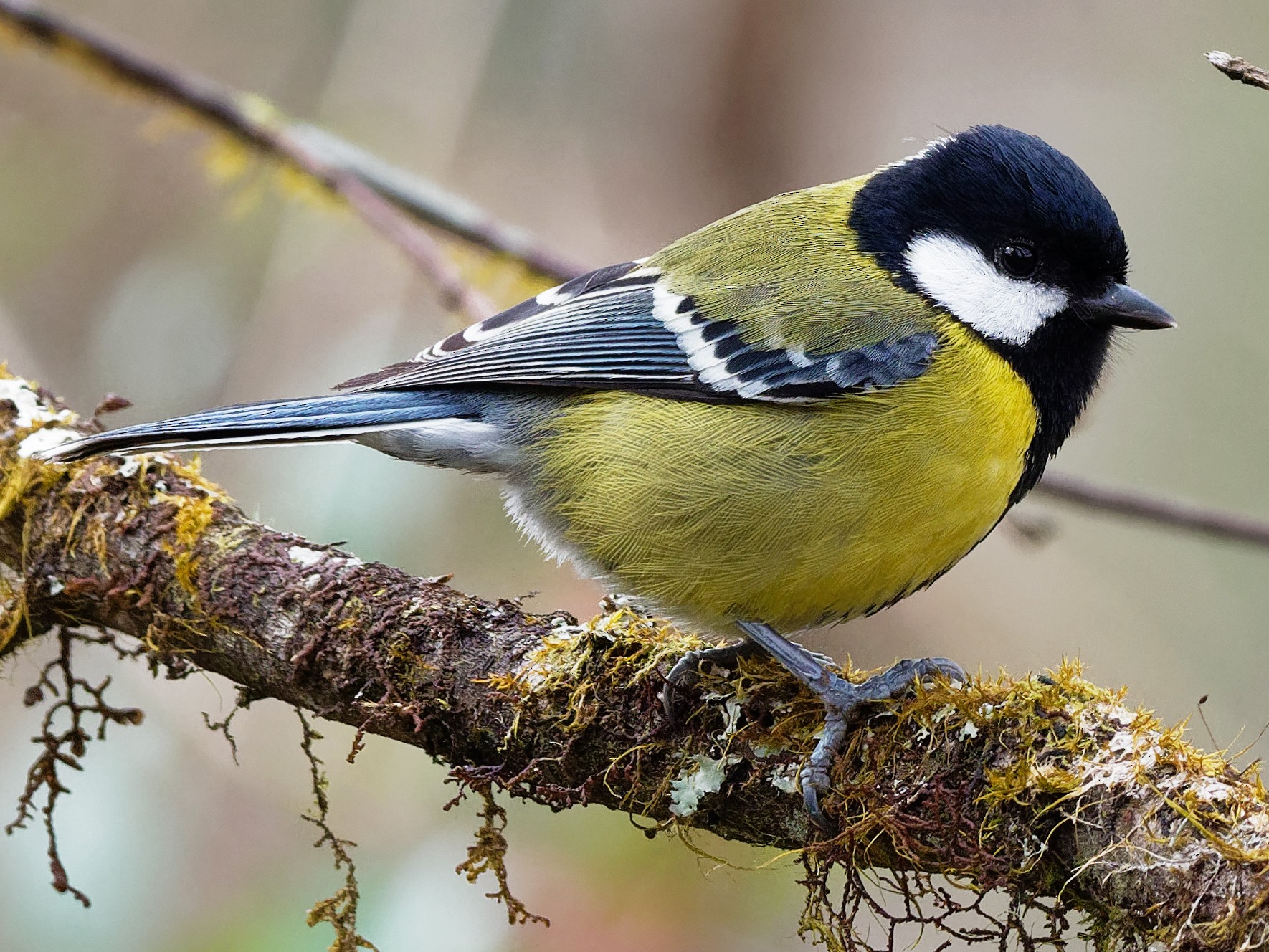 Green-backed Tit - eBird