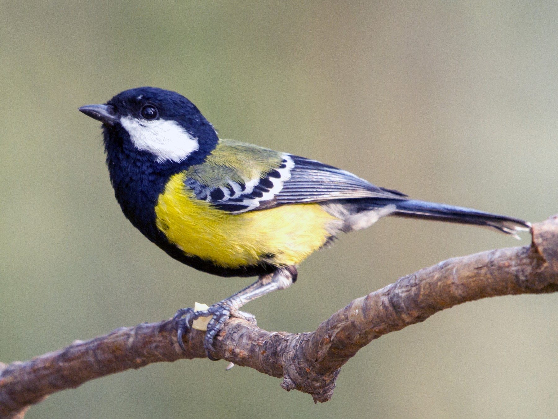 Green-backed Tit - eBird