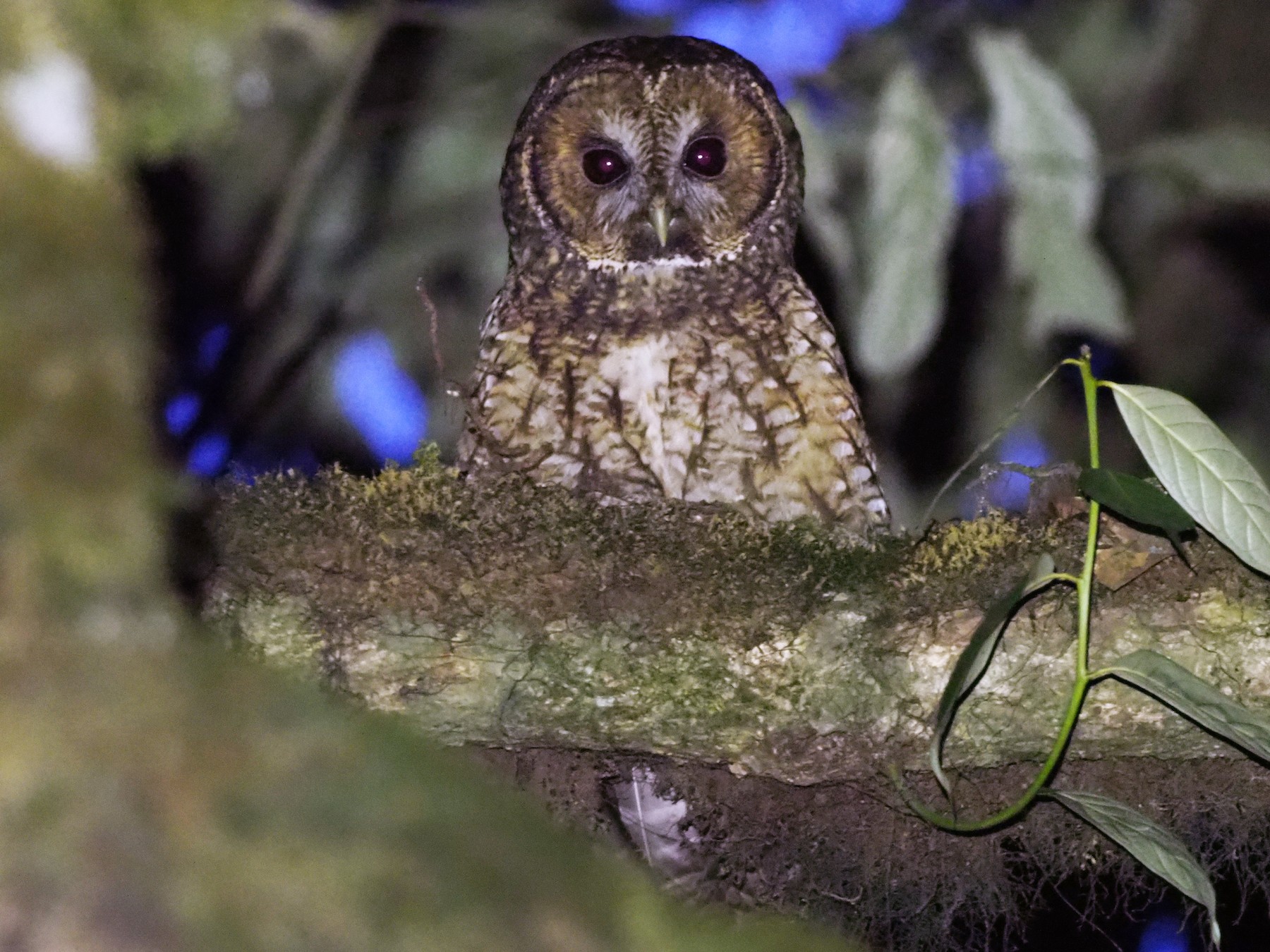 Himalayan Owl - eBird