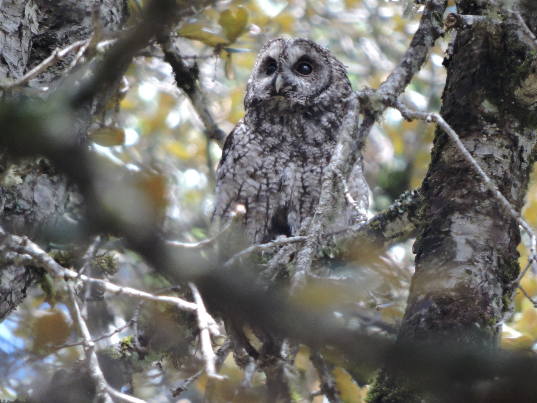 Himalayan Owl - eBird