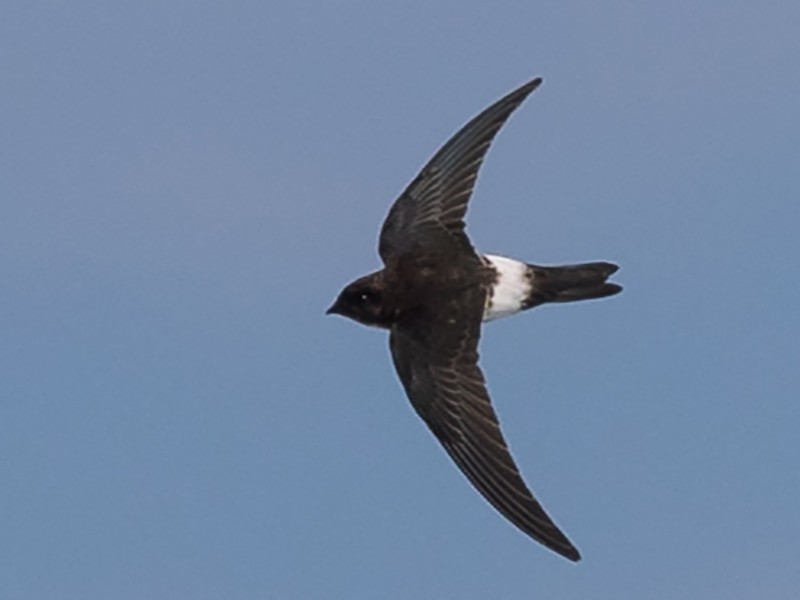 House Swift - eBird