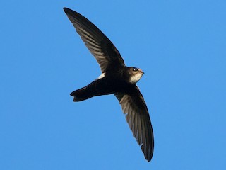 House Swift - Apus nipalensis - Birds of the World