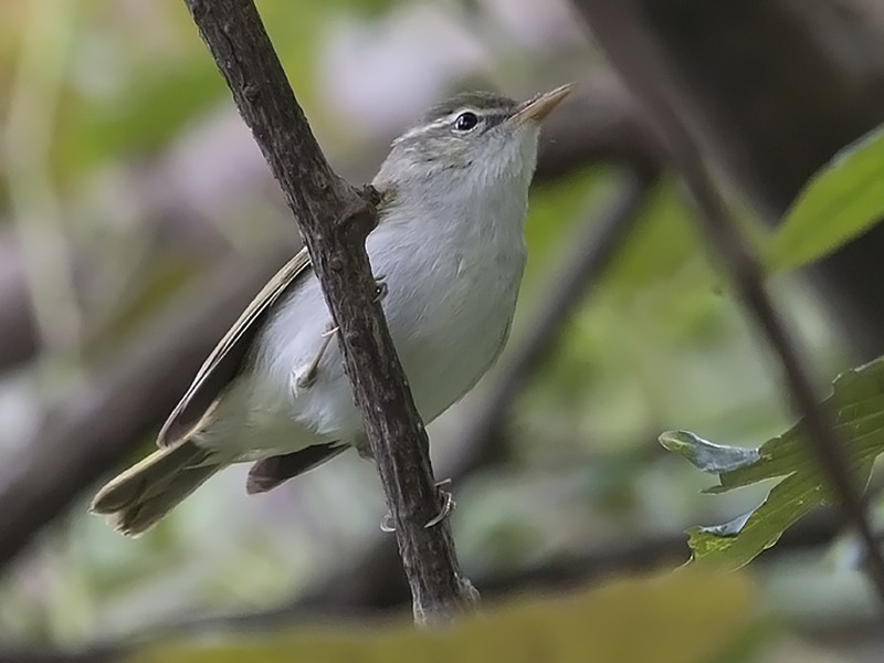 Ijima's Leaf Warbler - eBird