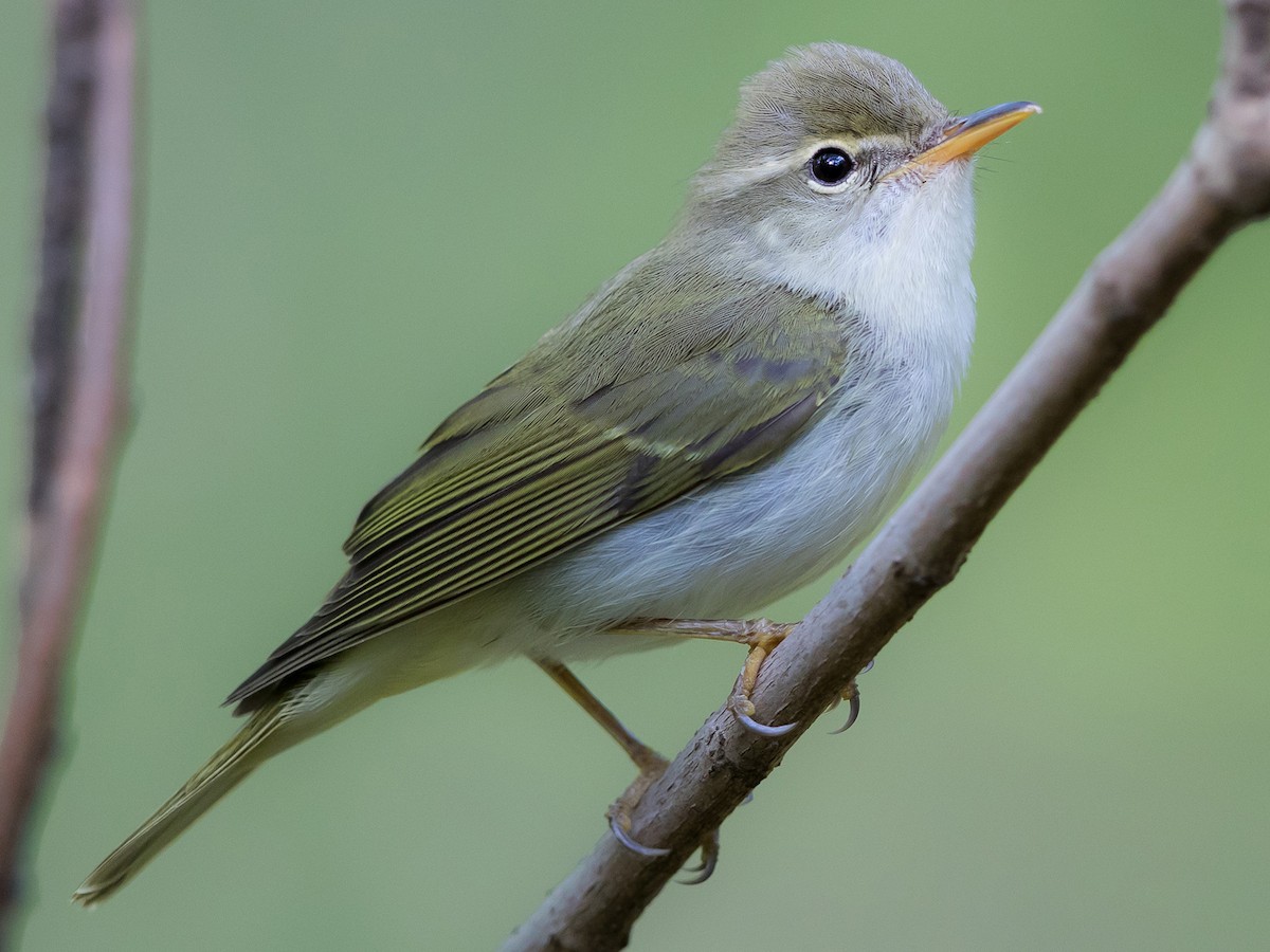 Ijima's Leaf Warbler - Phylloscopus ijimae - Birds of the World