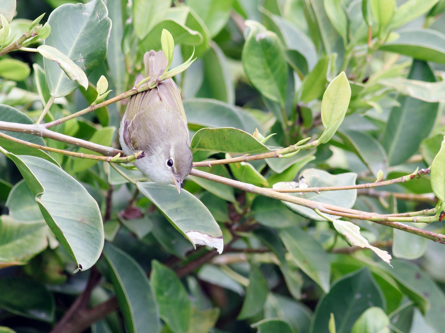 Pouillot d'Ijima - eBird