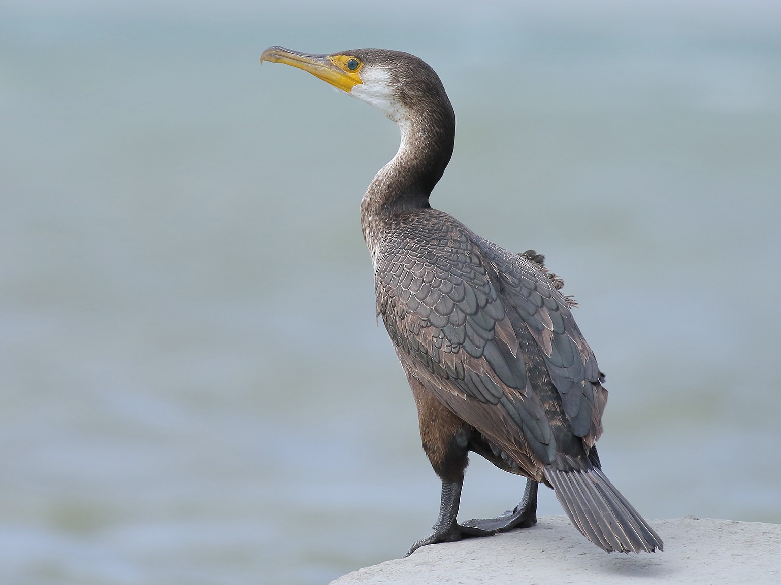 Japanese Cormorant - eBird