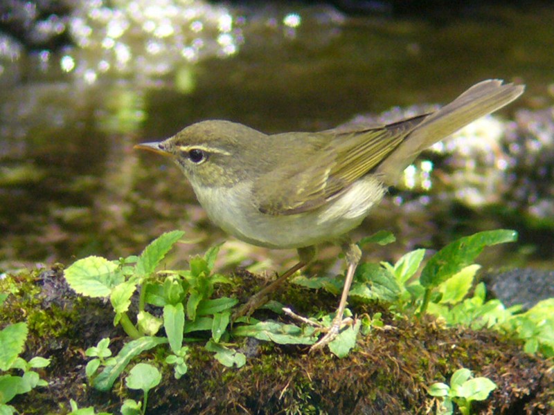 Japanese Leaf Warbler - eBird