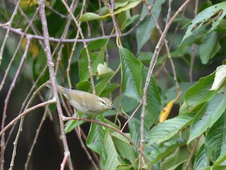 Japanese Leaf Warbler - eBird