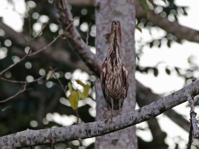 Japanese Night Heron - eBird