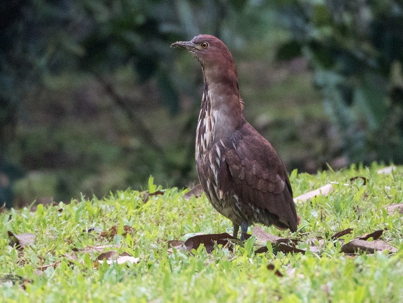 Japanese Night Heron - eBird