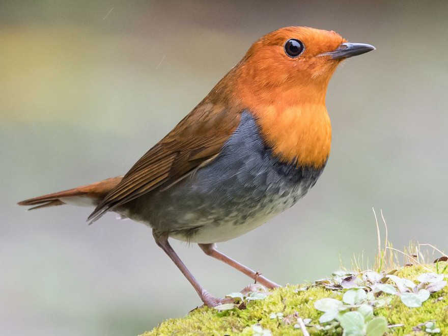 Japanese Robin - eBird