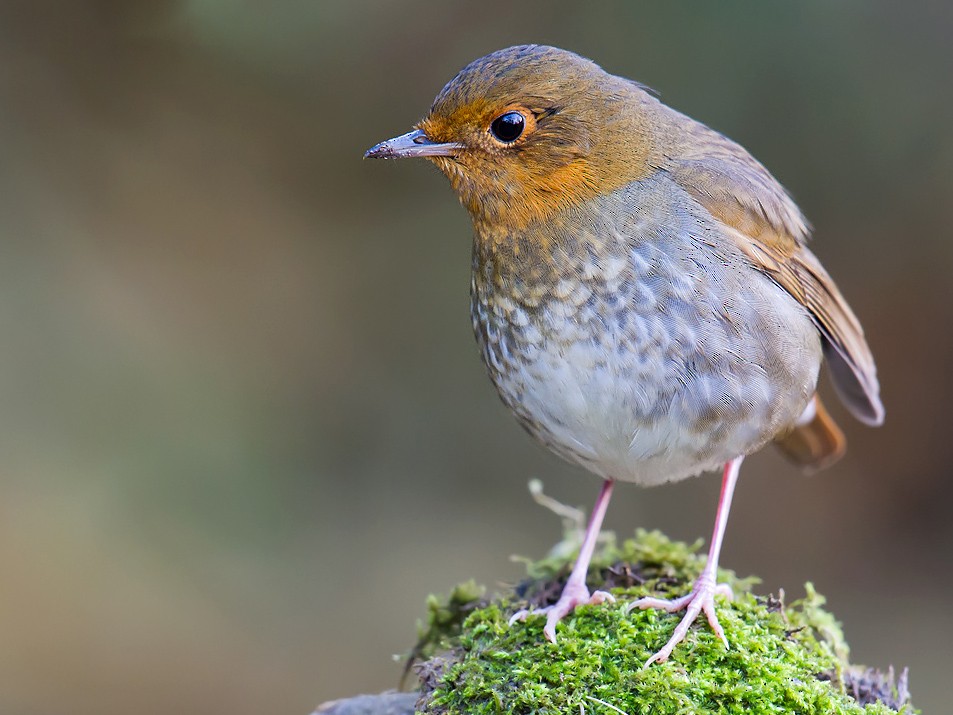 Japanese/Izu Robin - eBird