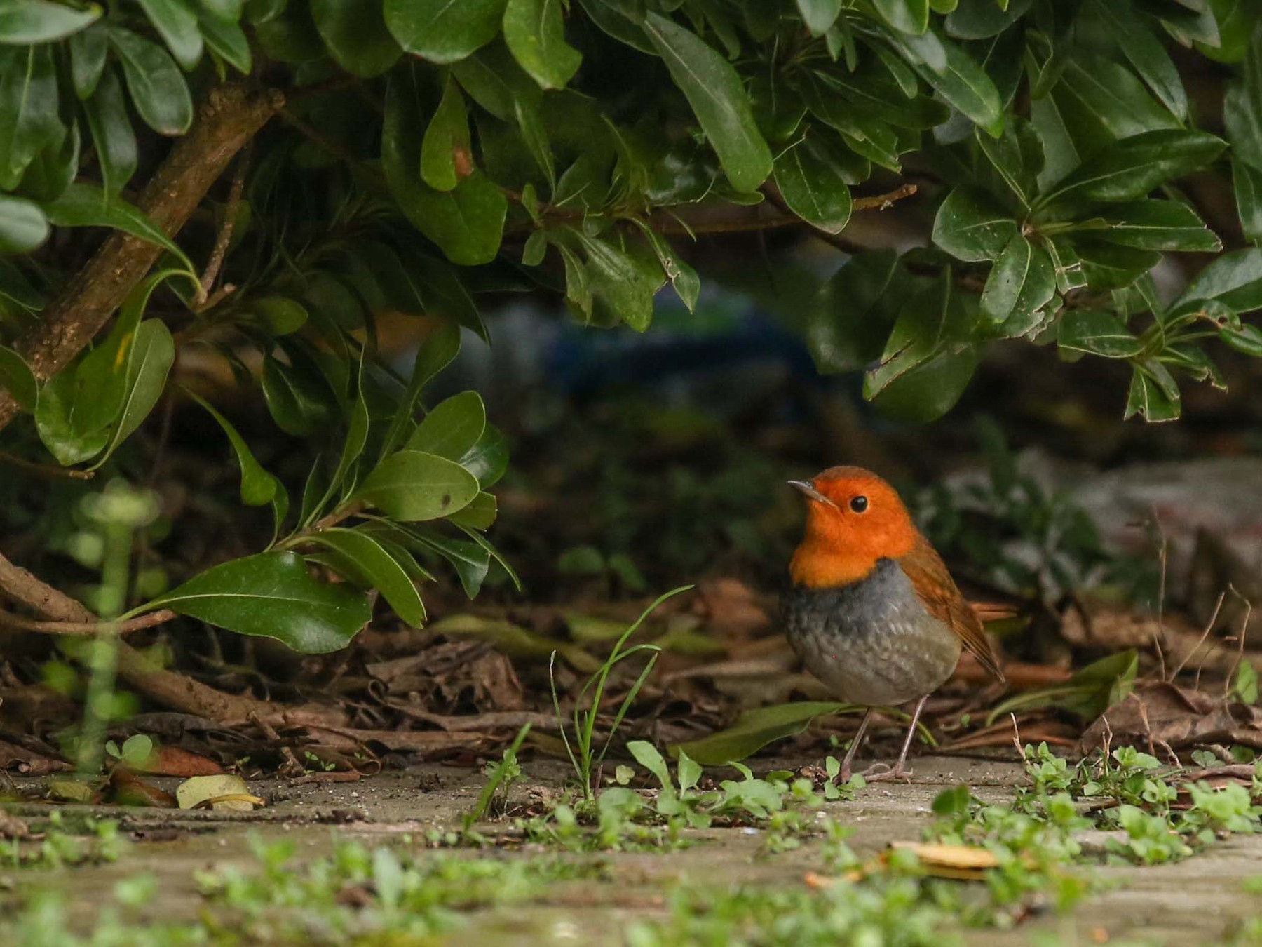 Japanese/Izu Robin - eBird