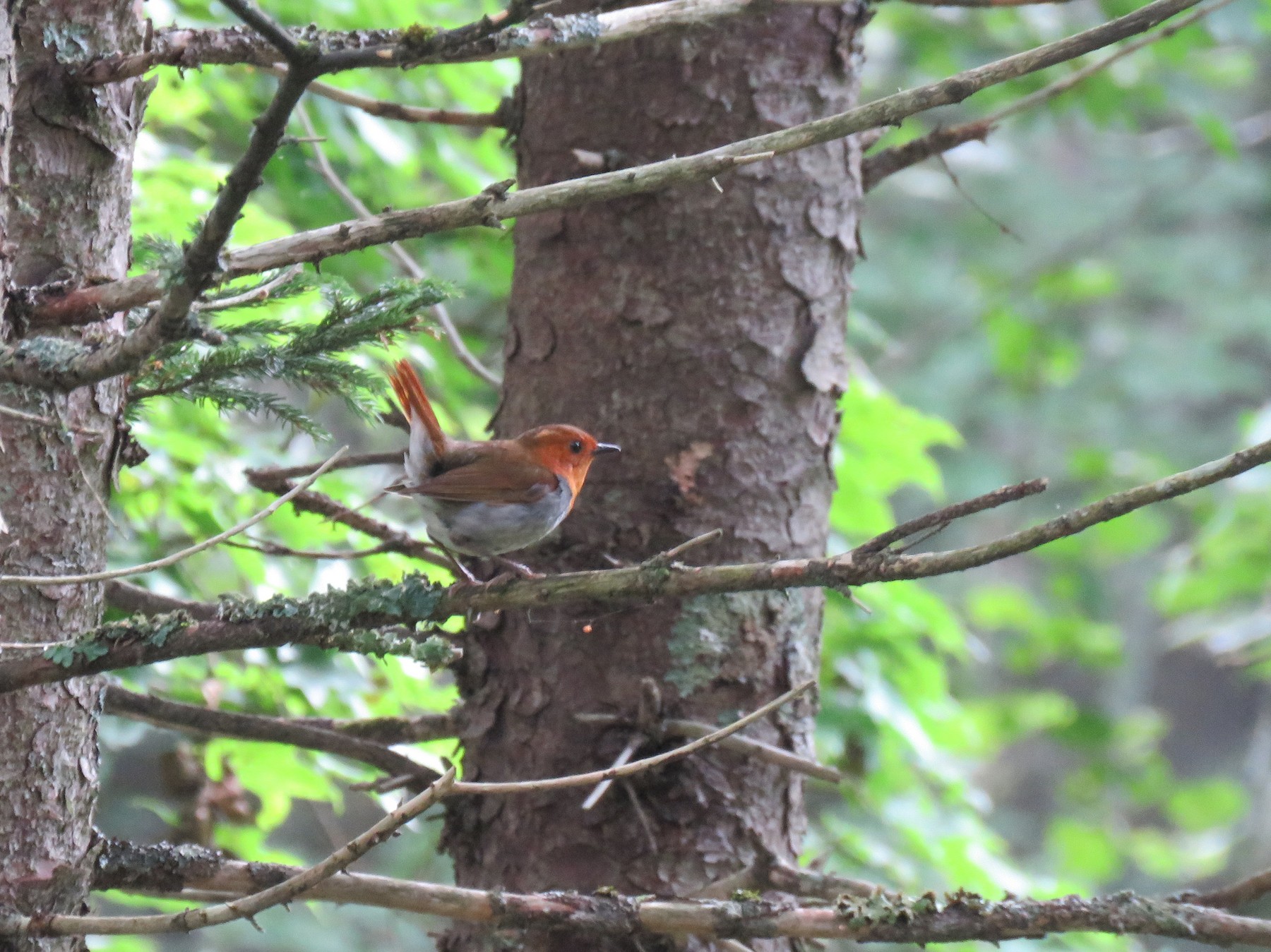 Japanese/Izu Robin - eBird