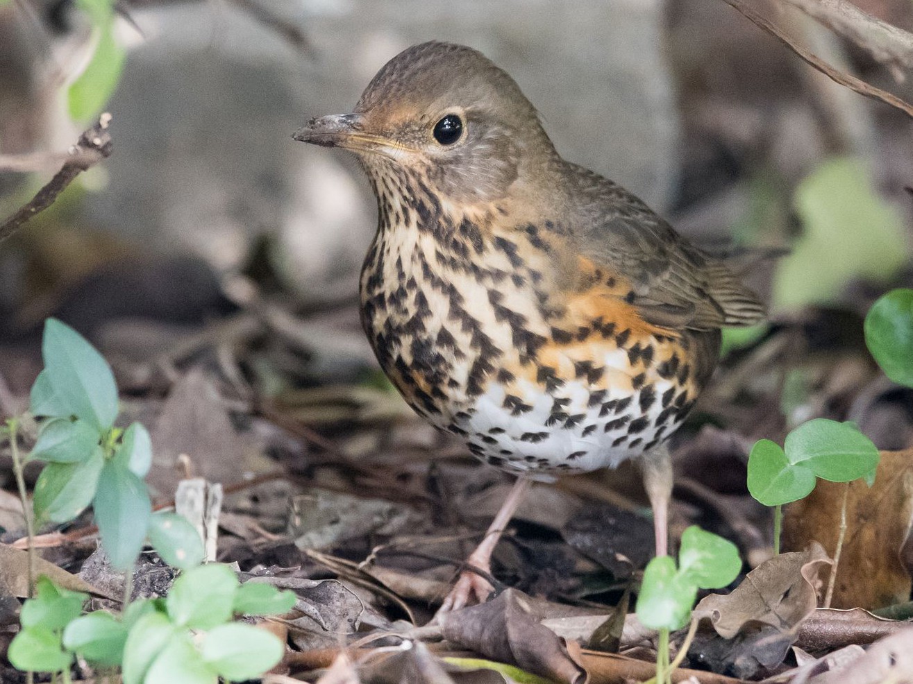 Japanese Thrush - eBird