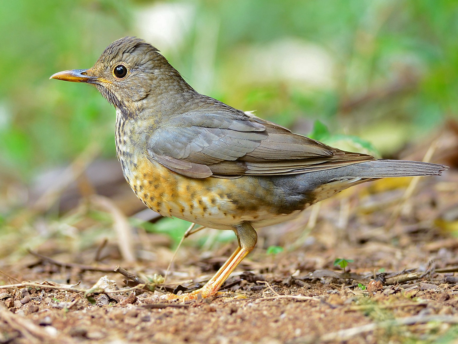 Japanese Thrush - eBird