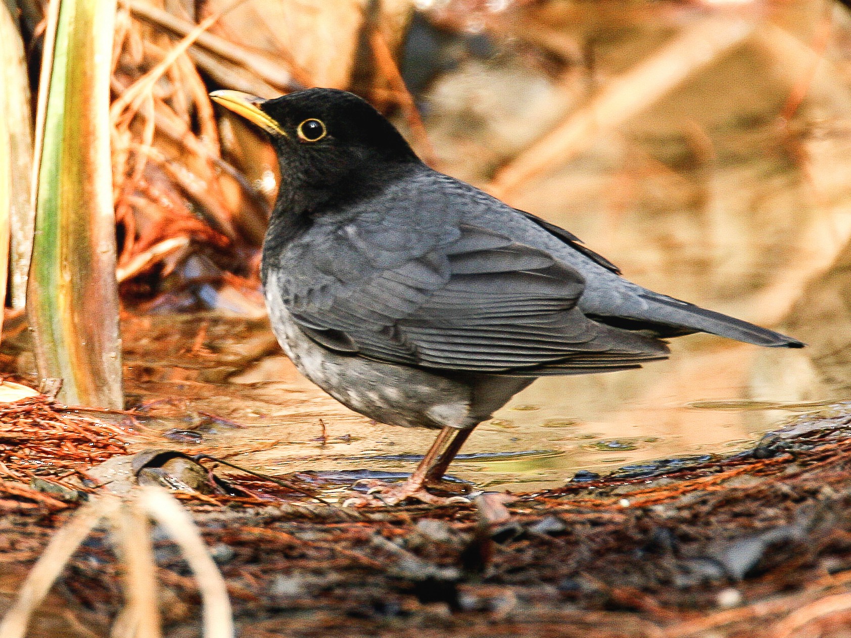 Japanese Thrush - eBird