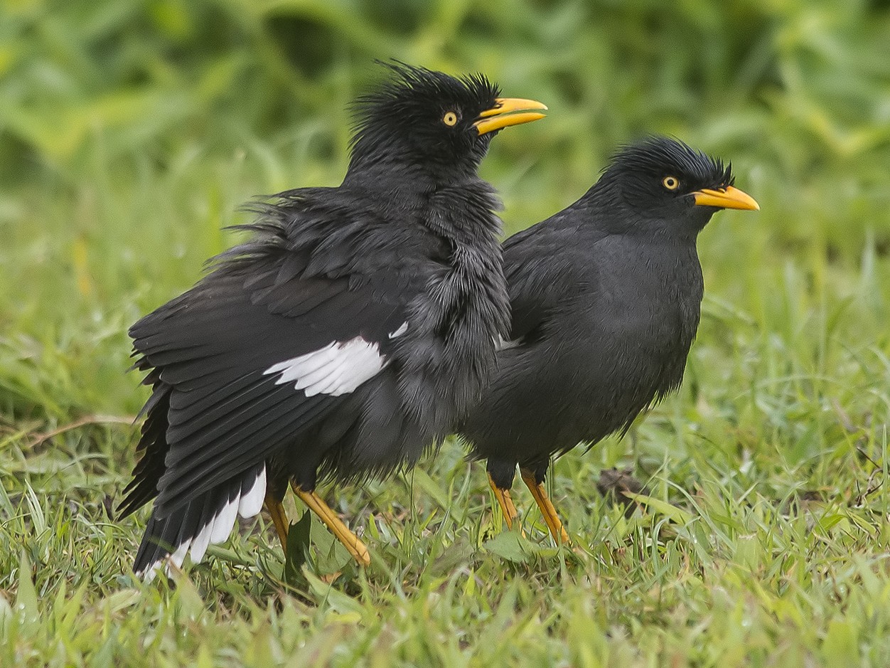 Javan Myna - eBird