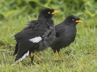 Javan Myna - eBird