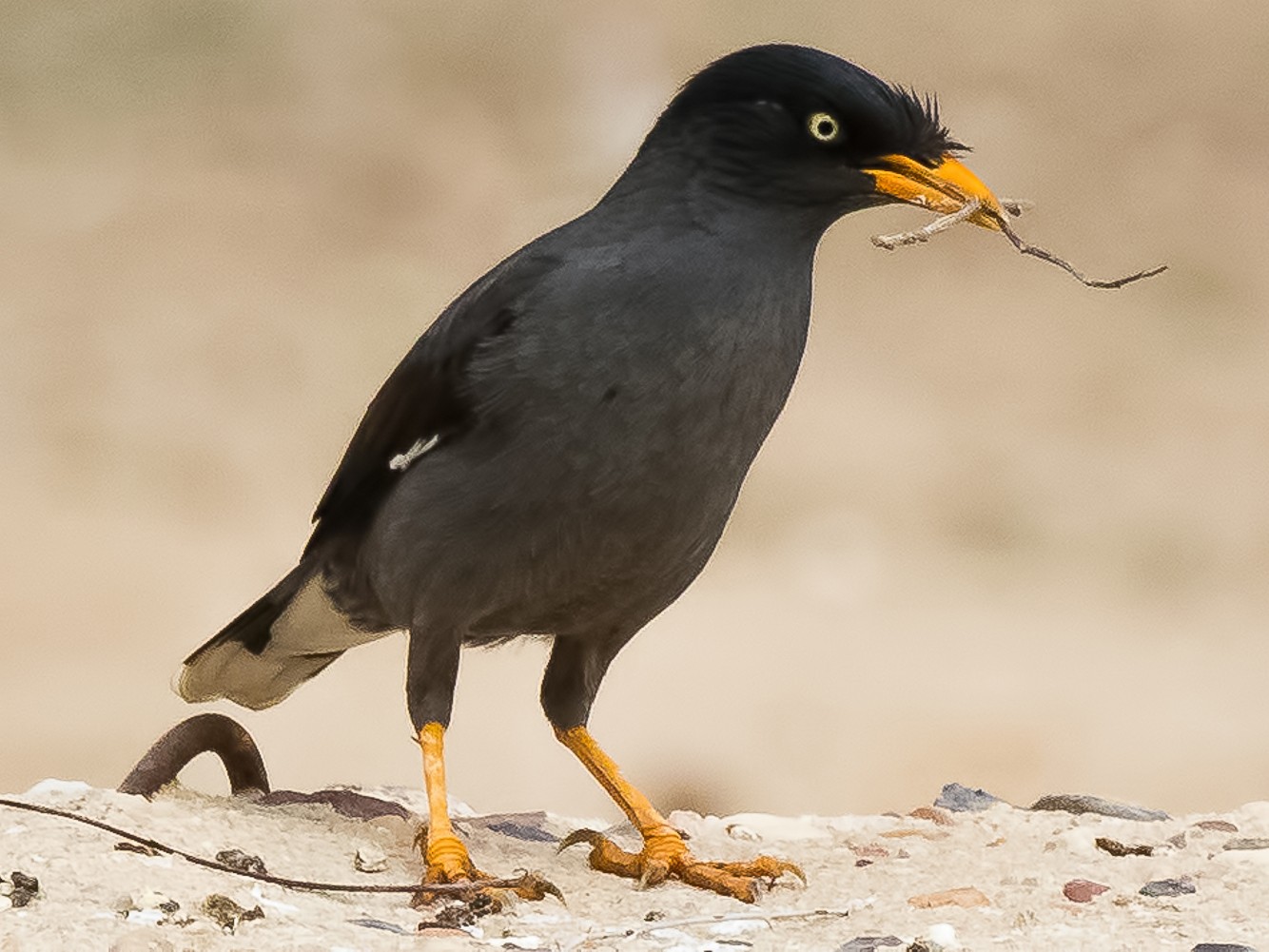 Javan Myna - eBird