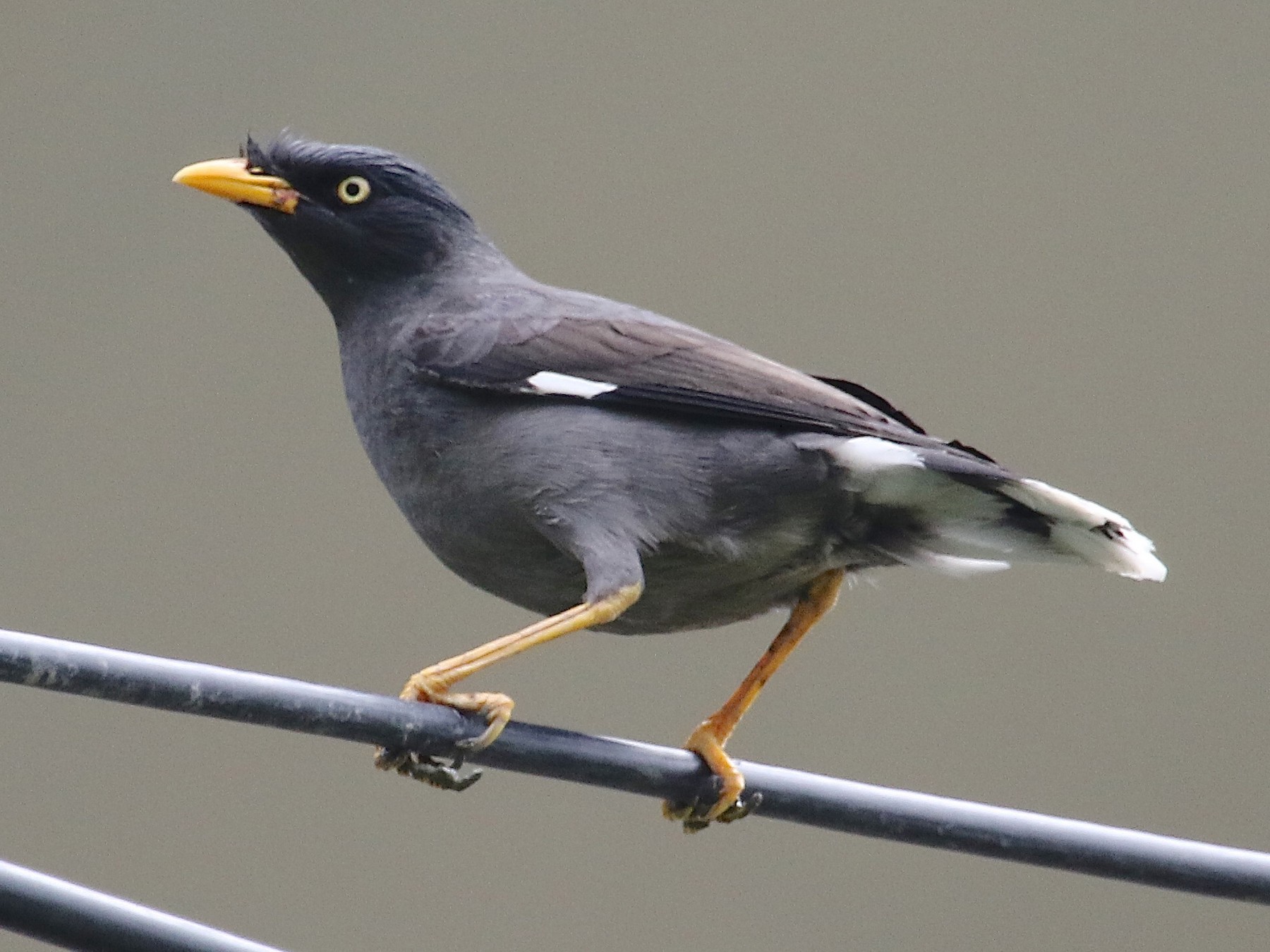 Javan Myna - eBird