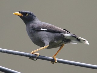 Javan Myna - eBird