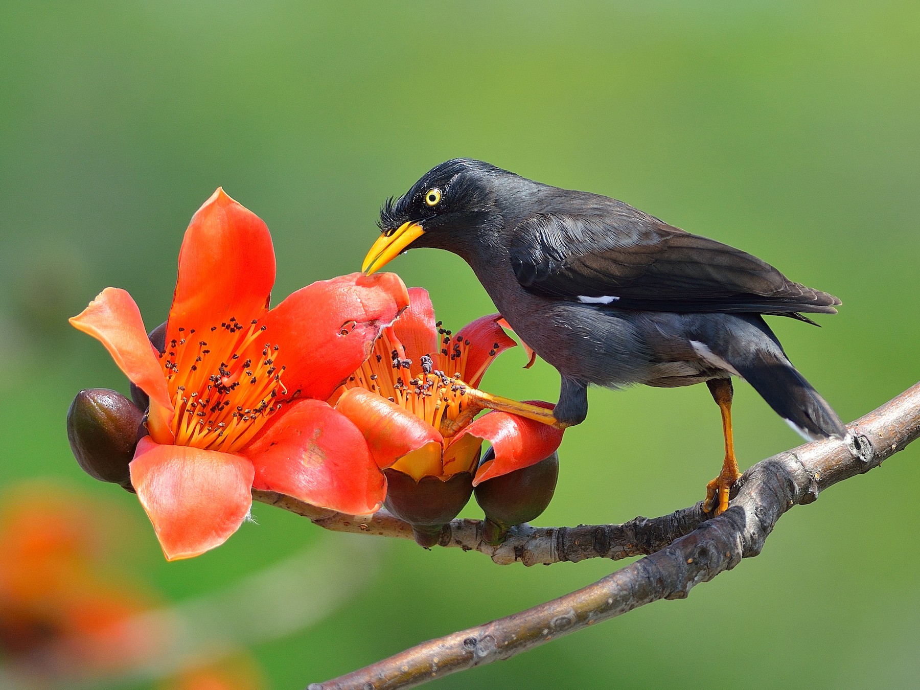 Javan Myna - eBird