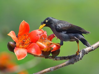 Javan Myna - eBird