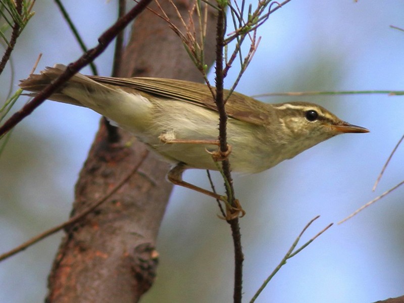 Kamchatka Leaf Warbler - eBird