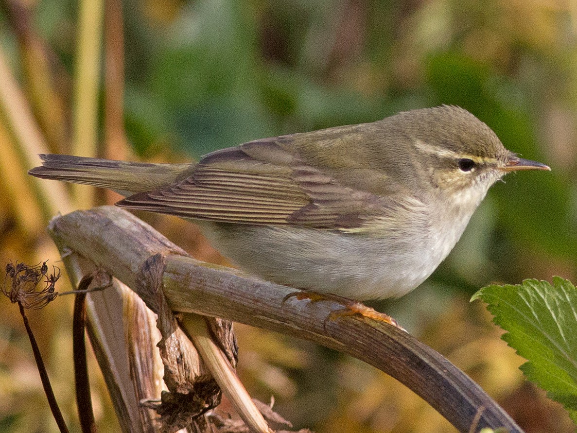 Kamchatka Leaf Warbler - eBird