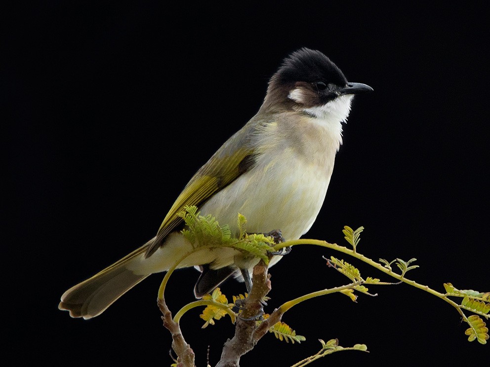 Light-vented Bulbul - eBird