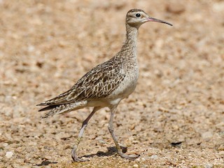 Little Curlew - Numenius minutus - Birds of the World