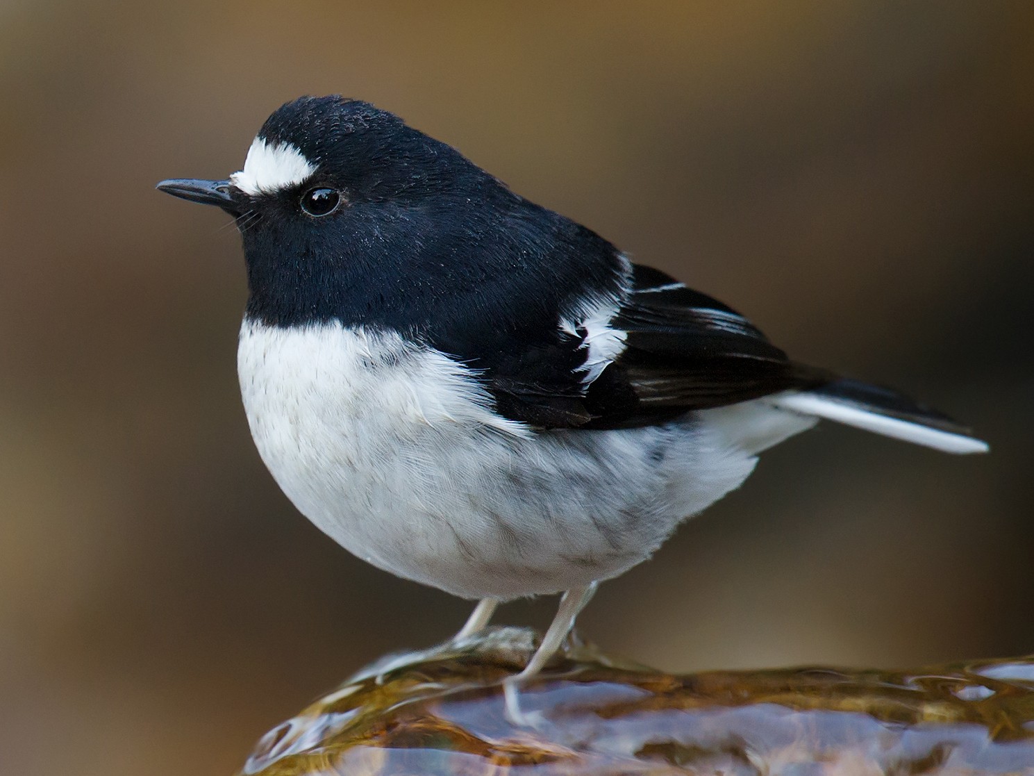 Little Forktail - eBird